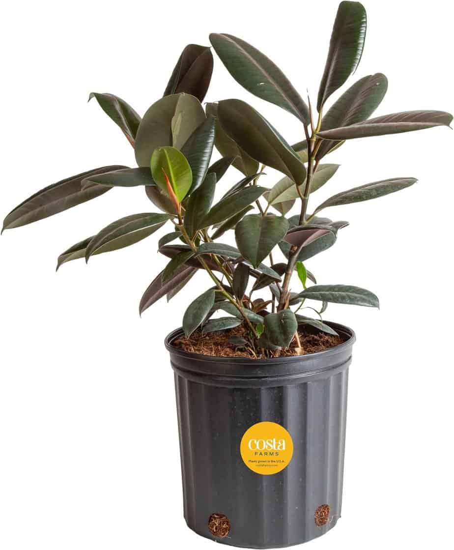Top 10 Air-Purifying Indoor Plants: Pet-Friendly and Non-Pet-Friendly ...